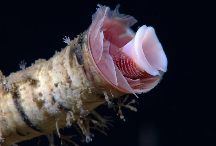 BOEM Homepage | Bureau of Ocean Energy Management