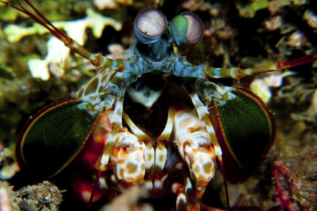 The Peacock Mantis Shrimp | Bureau of Ocean Energy Management