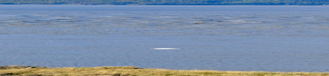 Cetacean Estimation: Belugas Count! 2023 | Bureau of Ocean Energy ...