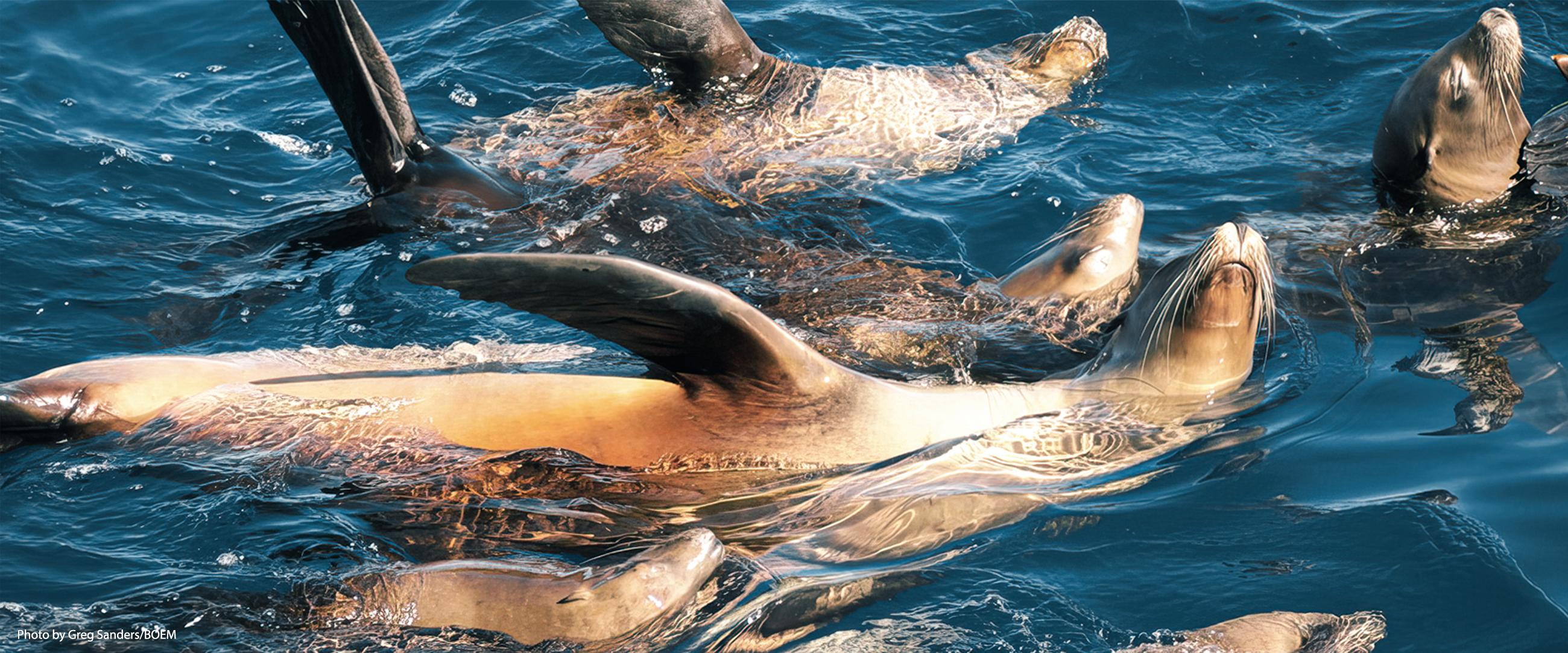 BOEM Homepage | Bureau of Ocean Energy Management