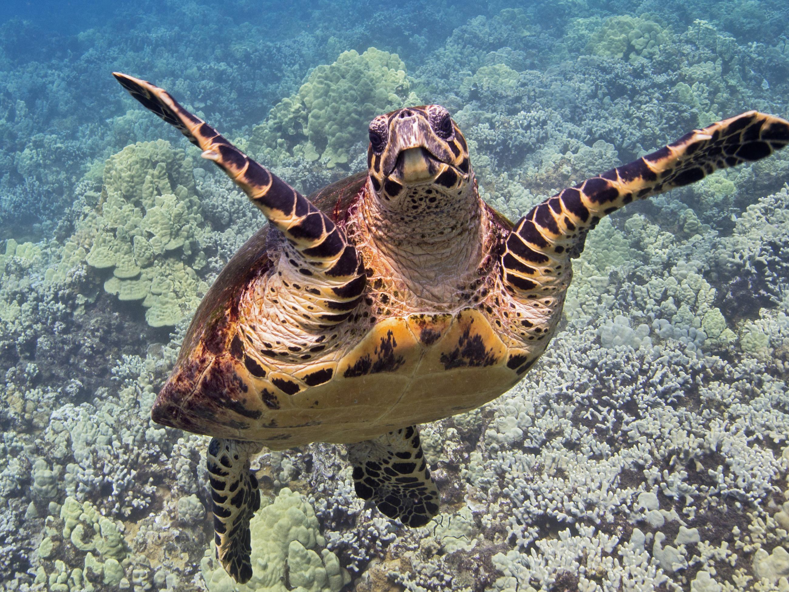 Celebrating Sea Turtle Week | Bureau of Ocean Energy Management