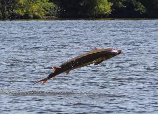 Atlantic Sturgeon: An Ancient Relic from Prehistoric Times | Bureau of ...