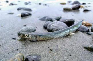 The Sand Lance | Bureau of Ocean Energy Management