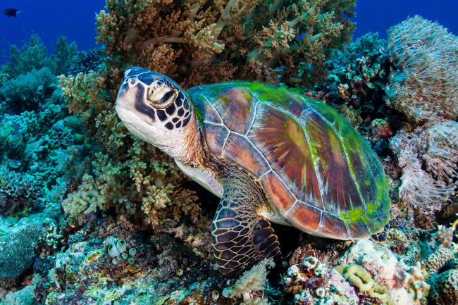 Green Sea Turtles | Bureau of Ocean Energy Management