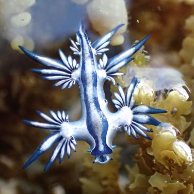 Blue Dragon Sea Slug | Bureau of Ocean Energy Management