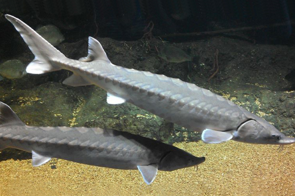Atlantic Sturgeon: An Ancient Relic from Prehistoric Times | Bureau of ...