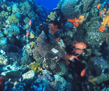 Environmental Studies Information | Bureau of Ocean Energy Management